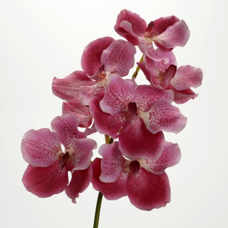 Tige de Vanda Rothschildiana rose